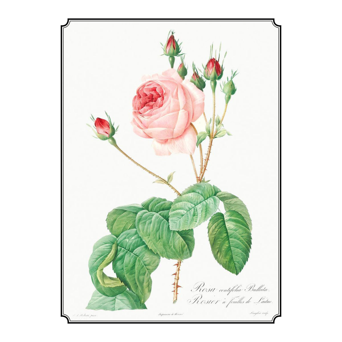 Exploring the History and Health Benefits of the Beloved Rose ...